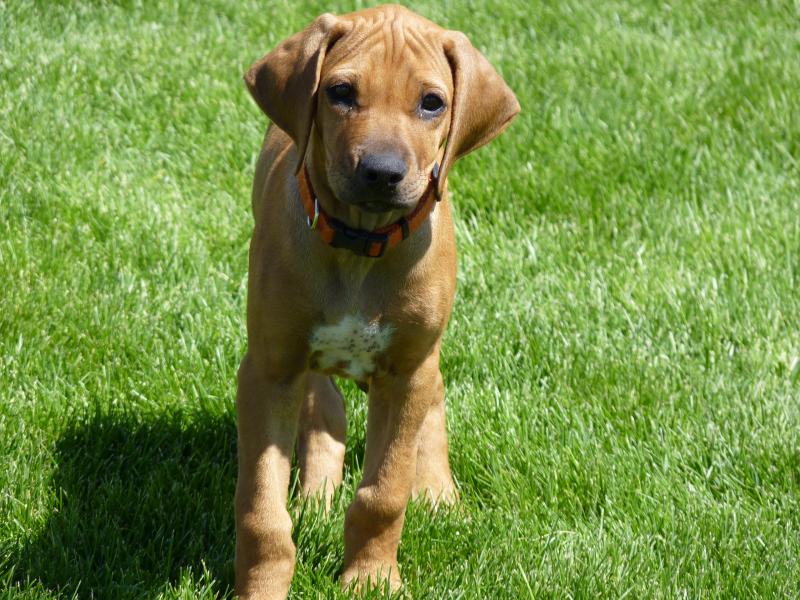 Koda Rhodesian Ridgebacks - Cruz