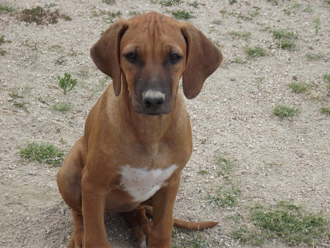 Koda Rhodesian Ridgebacks - Spanx