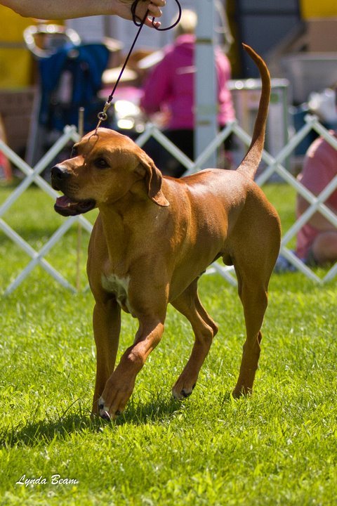 Koda Rhodesian Ridgebacks - Cruz