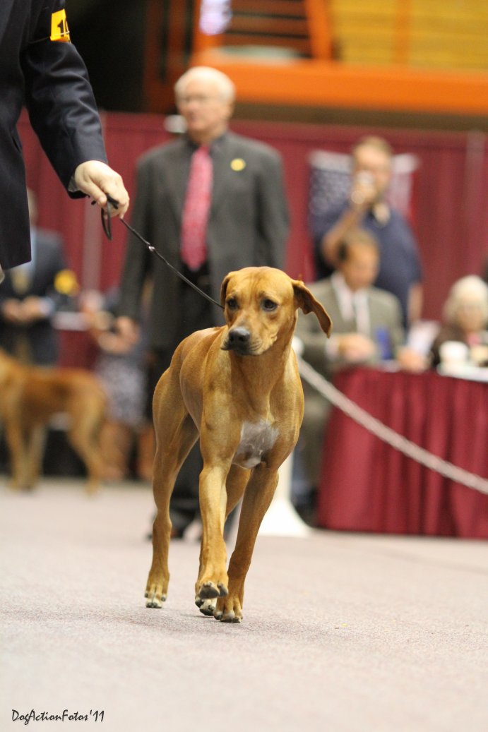 Koda Rhodesian Ridgebacks - Cruz